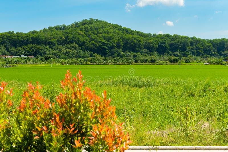 Green Paddy Field at Horizontal Composition Stock Photo - Image of ...