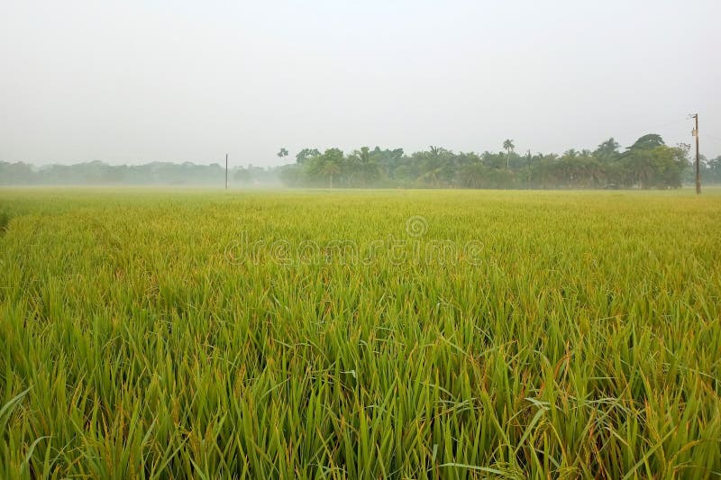 539 Green Paddy Field Light Mist Stock Photos - Free & Royalty-Free ...