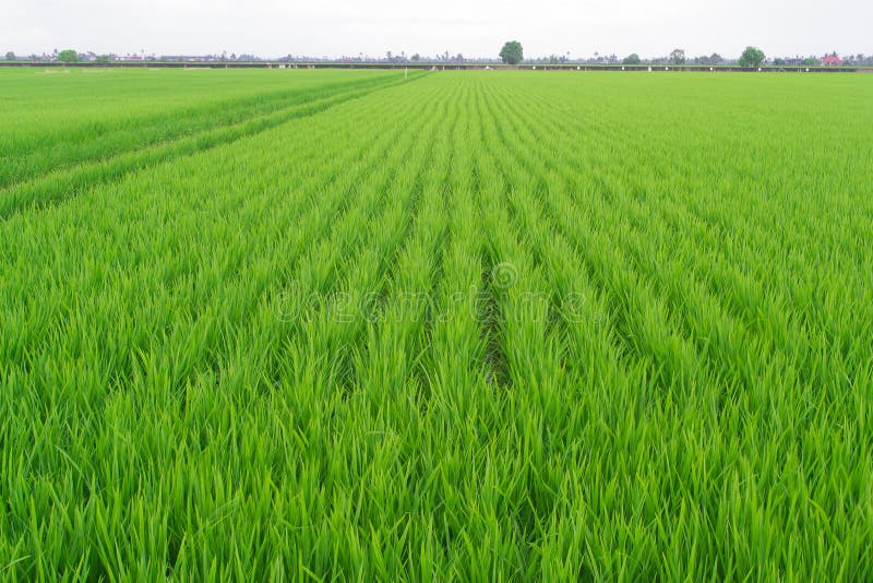Green paddy field stock image. Image of garden, nutrition - 84453345