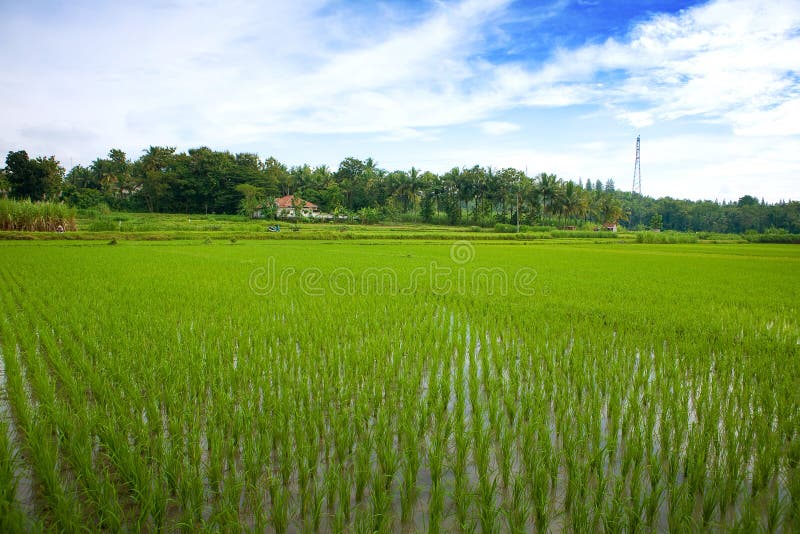 Paddy field in Sabah stock photo. Image of background - 19000048