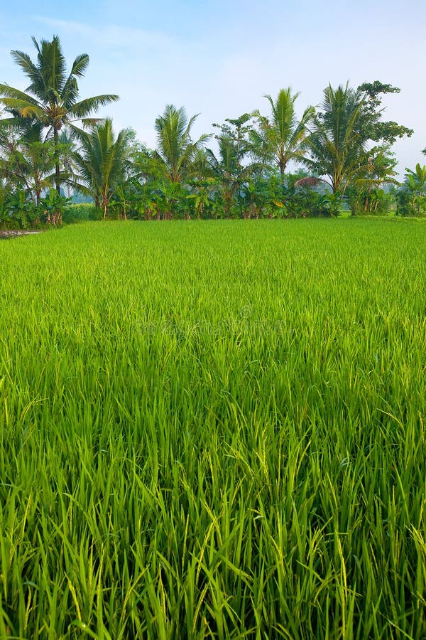 Green Paddy Field in the Plains of Jogjakarta Stock Image - Image of ...