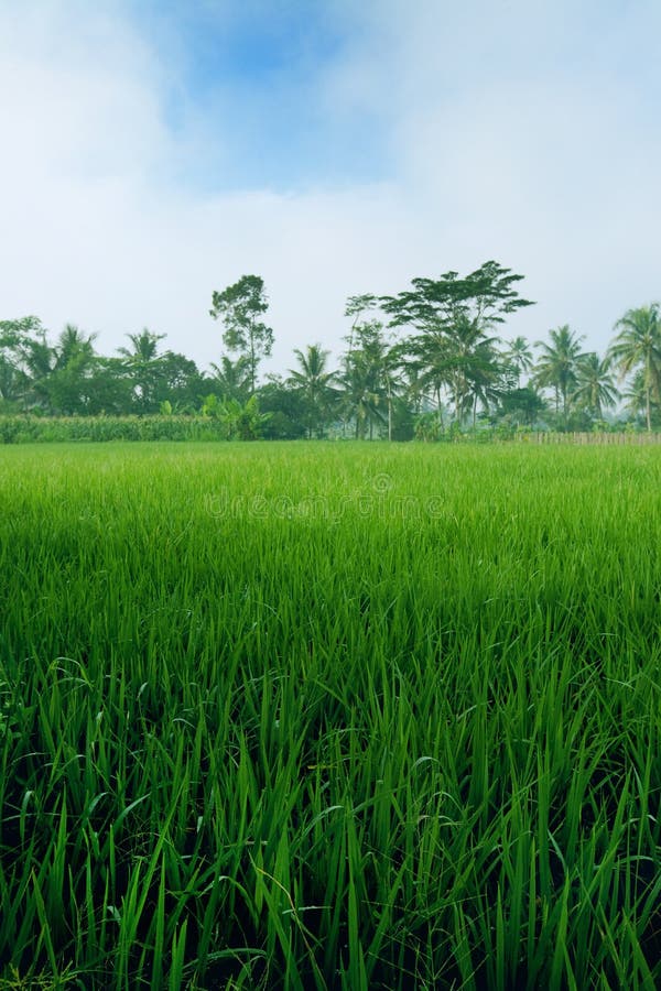 Green Paddy Field in the Plains of Jogjakarta, Ind Stock Photo - Image ...