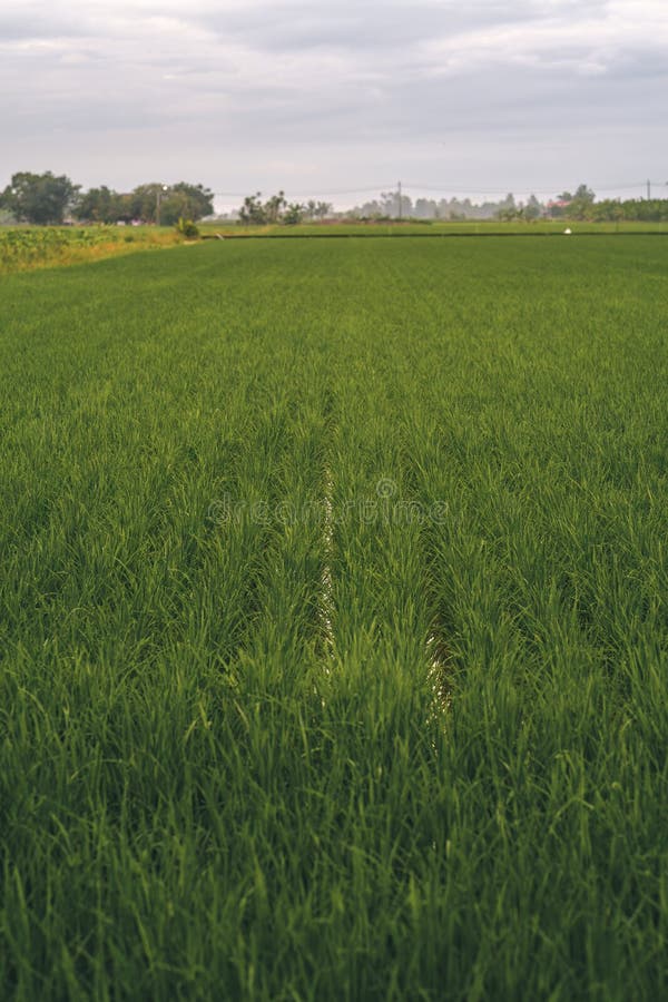 Green Paddy Field during Planting Season Stock Image - Image of asia ...
