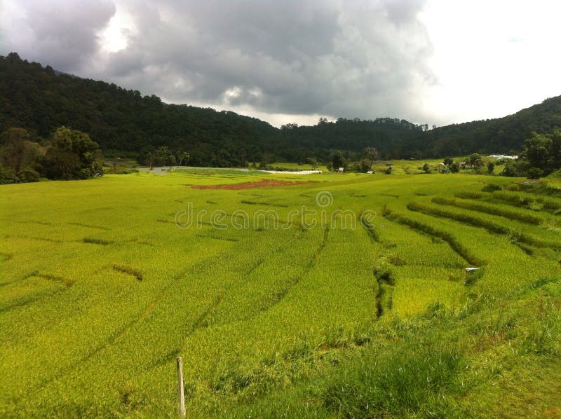 Green paddy field stock image. Image of step, rice, paddy - 47245801