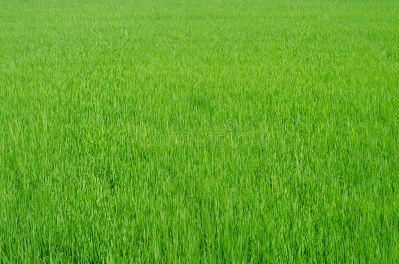 Green paddy field stock photo. Image of seed, grain, green - 45874036