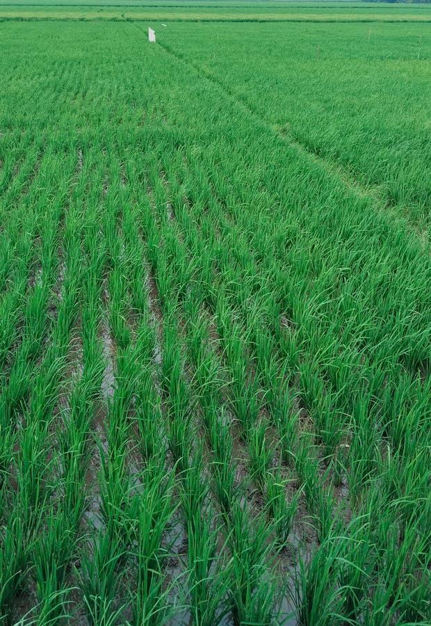 Green Paddy Field in Rural Village. Stock Photo - Image of pasture ...