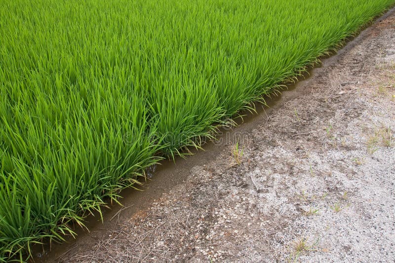 A Green Paddy Field and Soil Stock Photo - Image of plain, meadow: 11278966