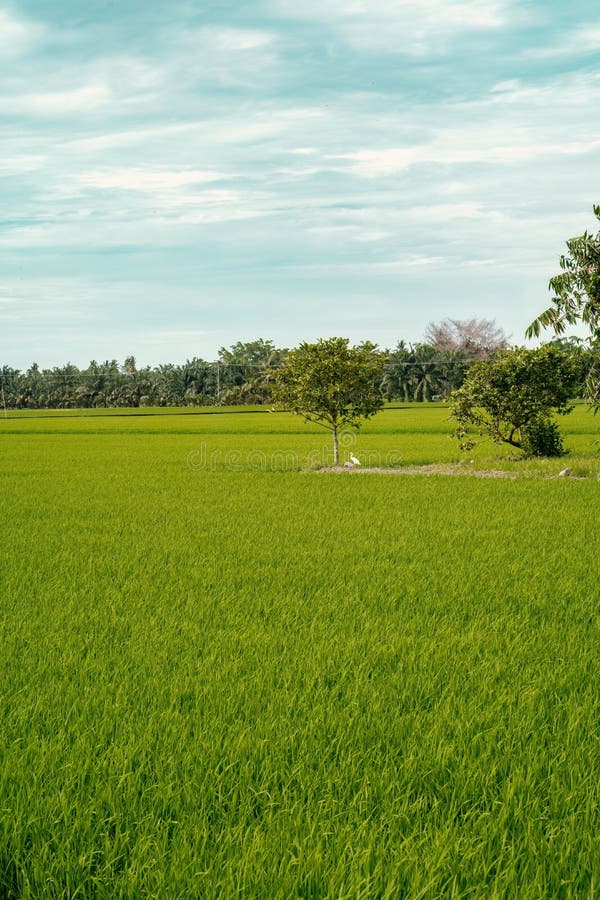 Green Paddy Field with Trees Stock Photo - Image of field, food: 267409654