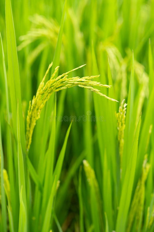 Green Paddy on Field Vertical Composition Stock Photo - Image of paddy ...