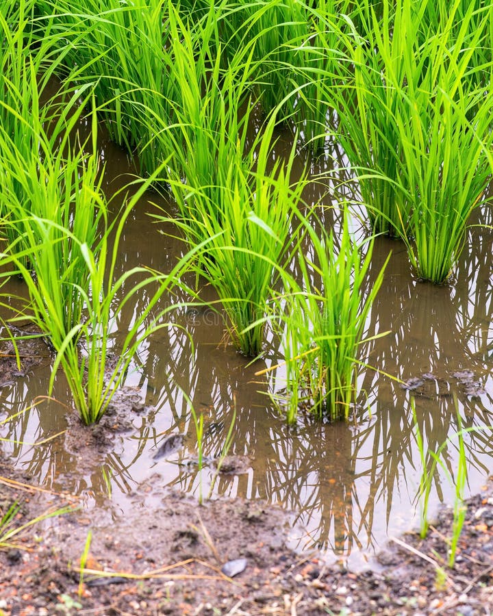 Green Paddy Field in the Water Stock Image - Image of nature, plant ...