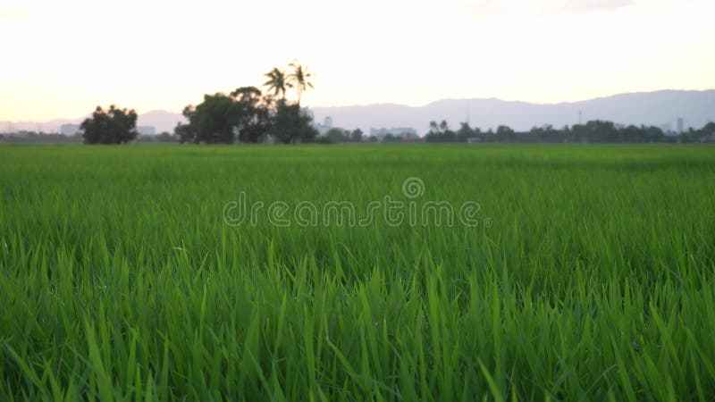 Green Paddy Field with Wind Stock Footage - Video of malaysia, green ...