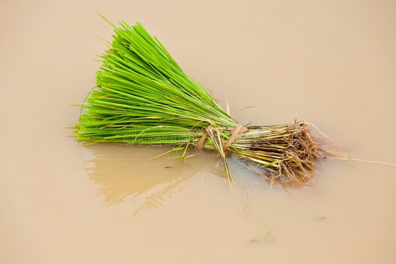 Green paddy fields stock photo. Image of healthy, leaf - 25774946