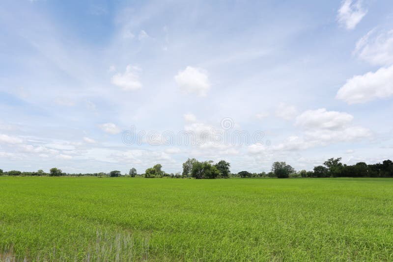 Green Paddy Fields and Blue Sky. Stock Photo - Image of countryside ...