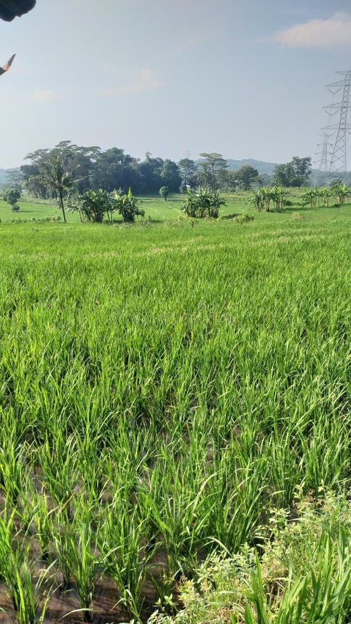 Green paddy fields grass stock image. Image of hiil - 286342819