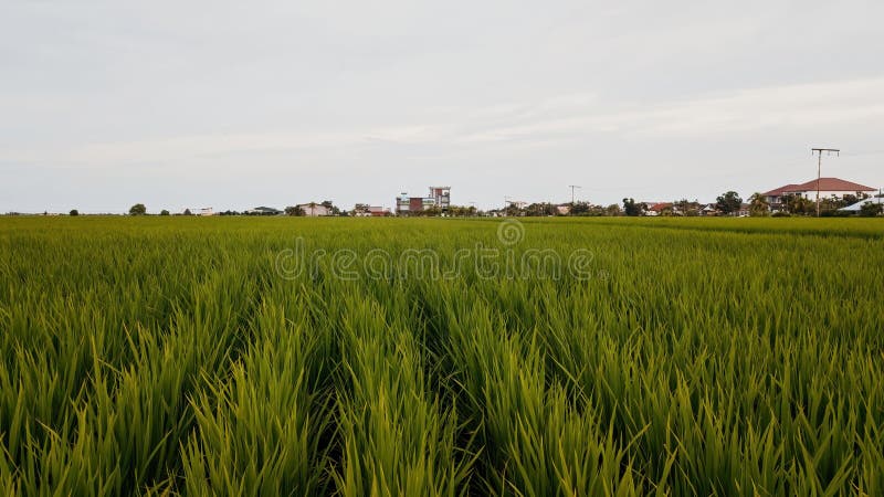 Green paddy in rice fields stock photo. Image of fields - 129434426