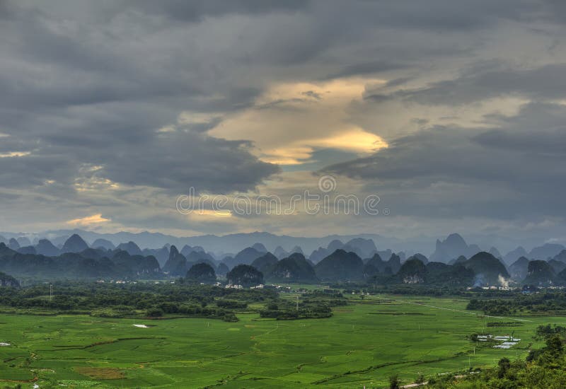 Green paddy in rice fields stock photo. Image of fields - 129434426