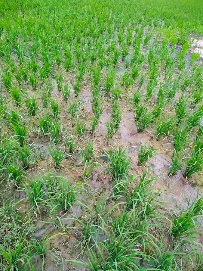 Green Paddy Grow in Field Natural Stock Image - Image of grow, field ...