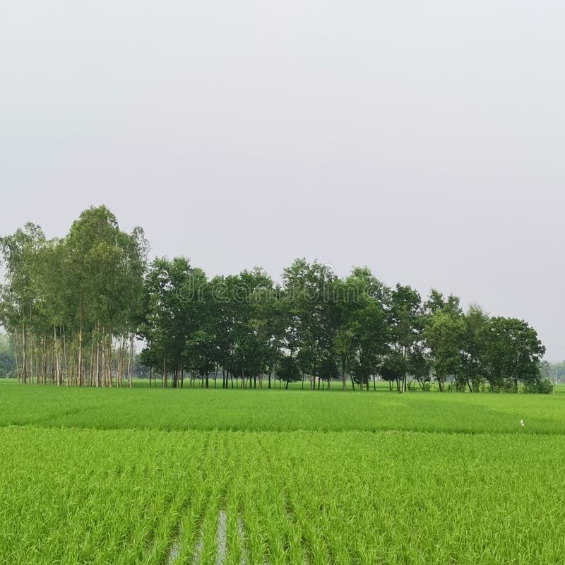 Paddy land from top view stock photo. Image of matara - 97969028