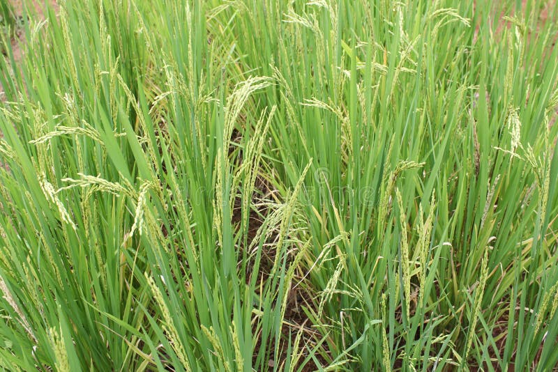 Green paddy plants stock image. Image of paddy, crop - 21785453