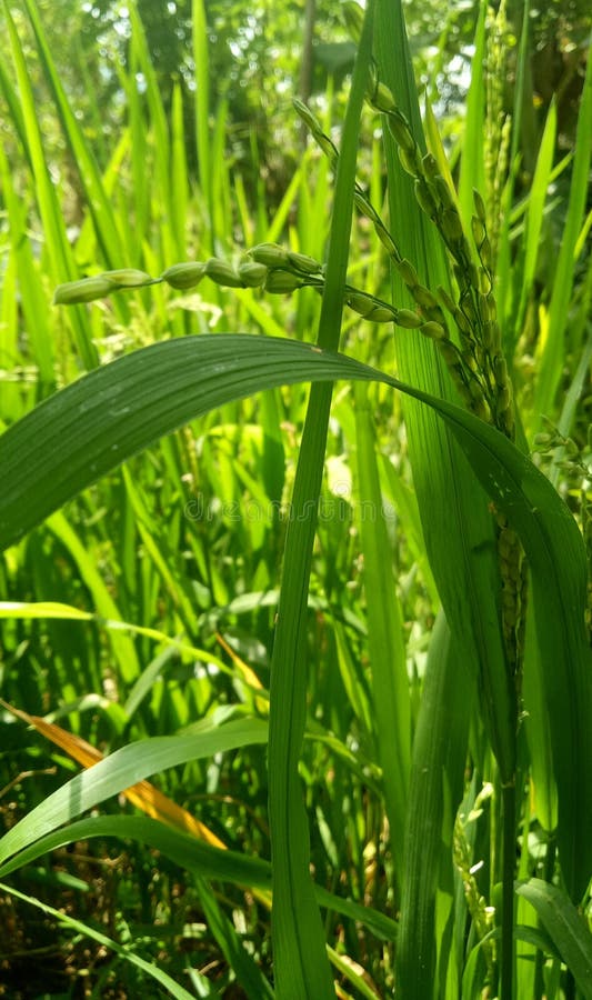 Green paddy stock photo. Image of leaves, premature - 141919256