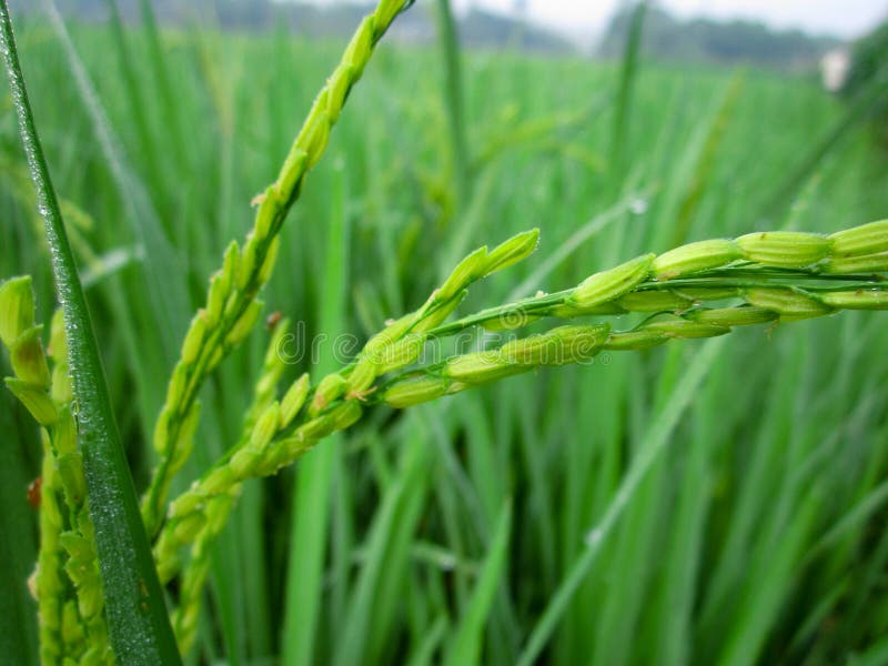 Red Paddy Rice in the Paddy Field. Red Rice Stock Image - Image of farm ...