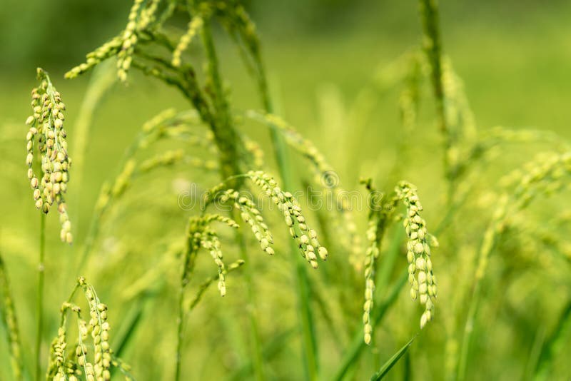 Green paddy rice in field stock image. Image of farm - 111219431