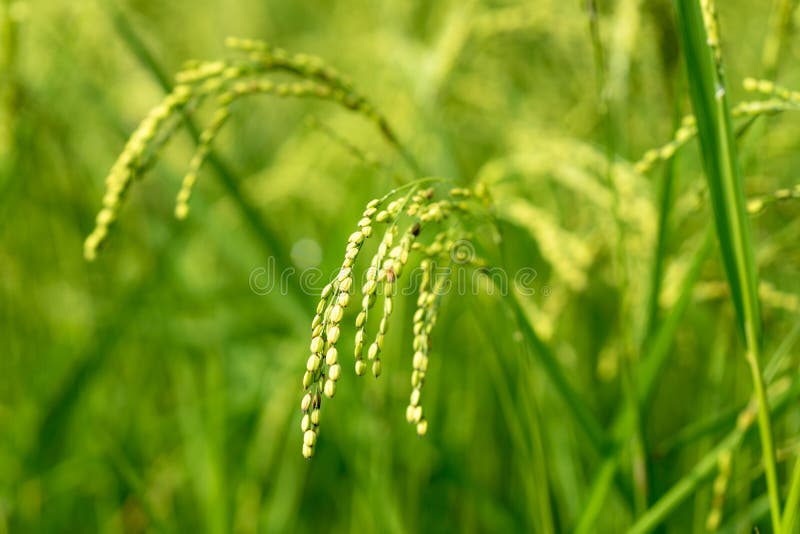 Green paddy rice in field stock image. Image of outdoors - 111219461