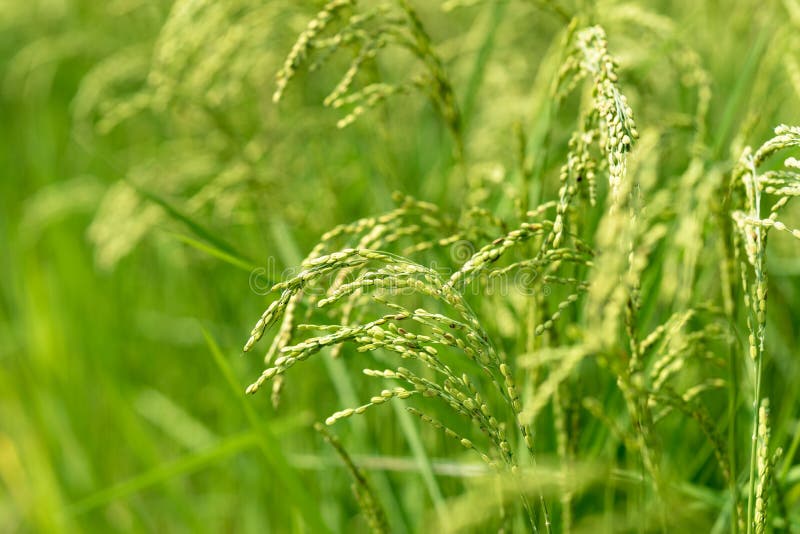 Green paddy rice in field stock photo. Image of leaves - 111219466