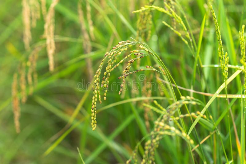 Green Rice Flakes ( Com in Vietnamese). Com is Freshly Harvested Sticky ...
