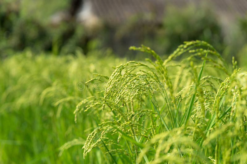 Green Rice Flakes ( Com in Vietnamese). Com is Freshly Harvested Sticky ...