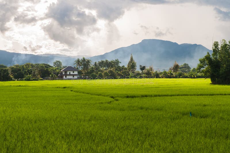 Green paddy rice in field stock photo. Image of crop - 26534072