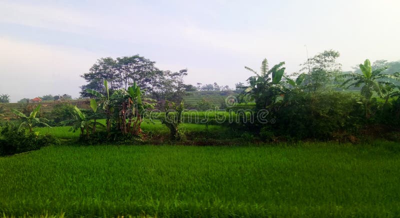 The Green Paddy Rice Field with Banana Trees in West Java, Indonesia ...