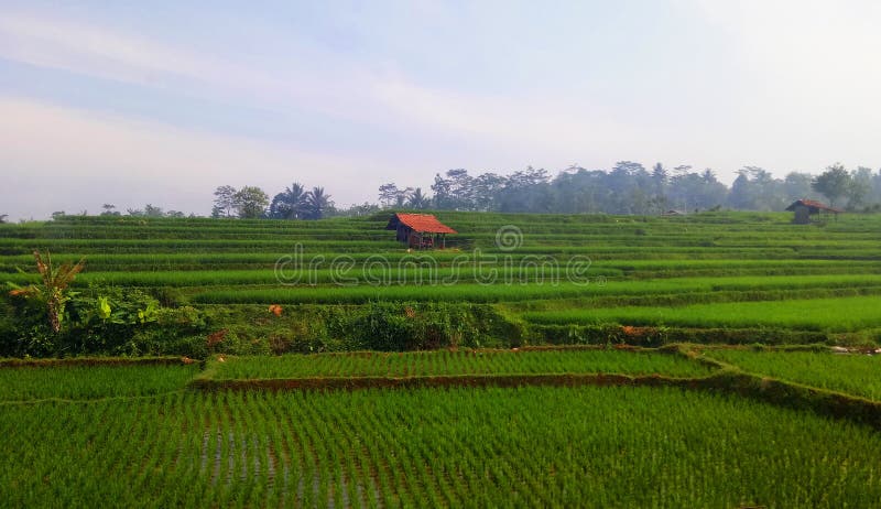 The Green Paddy Rice Field with Banana Trees in West Java, Indonesia ...