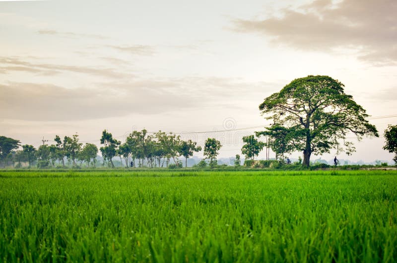 Green Paddy in Rice Field and Big Tree Stock Photo - Image of colours ...