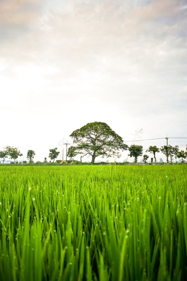 Green Paddy in Rice Field and Big Tree Stock Image - Image of harvest ...