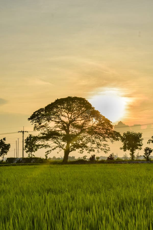 Green Paddy in Rice Field and Big Tree Stock Image - Image of hill ...