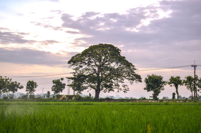 Green Paddy in Rice Field and Big Tree Stock Photo - Image of clear ...