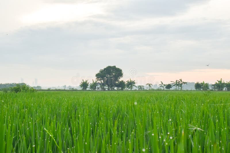 Green Paddy in Rice Field and Big Tree Stock Photo - Image of indonesia ...