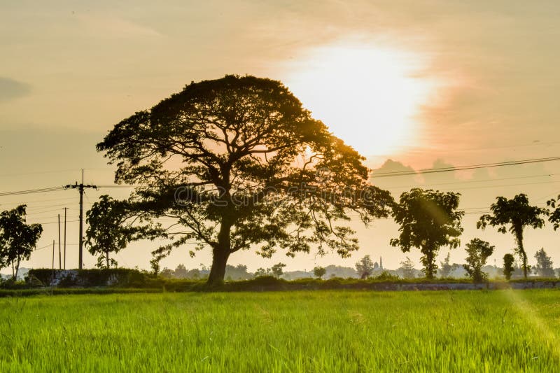 Green Paddy in Rice Field and Big Tree Stock Image - Image of ...