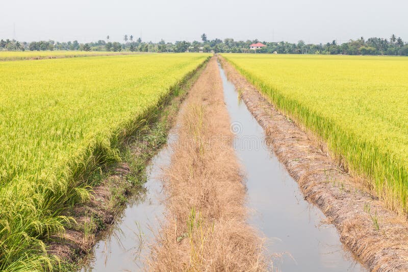 Green paddy rice in field. stock image. Image of fertile - 31853229