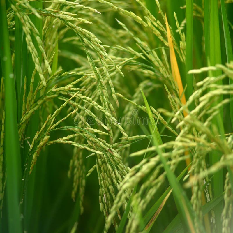 Green paddy rice in field. stock photo. Image of foliage - 103425362