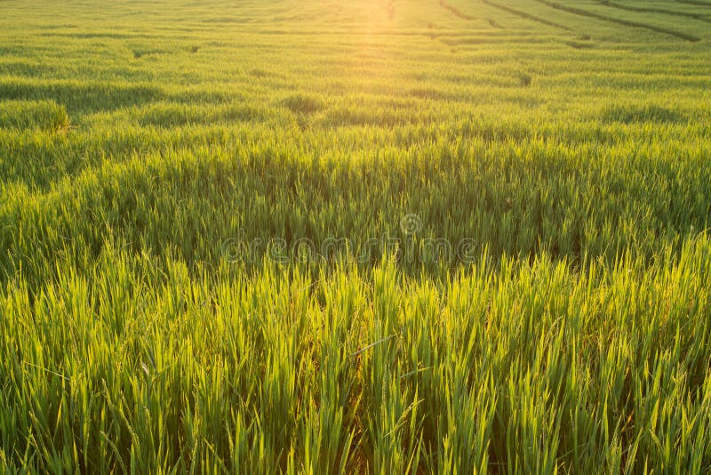 Green Paddy Rice Fields of Agriculture Stock Image - Image of grain ...