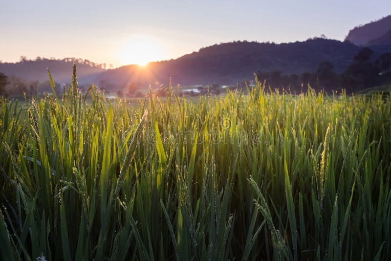 Green Paddy Rice Fields of Agriculture Stock Image - Image of leaf ...
