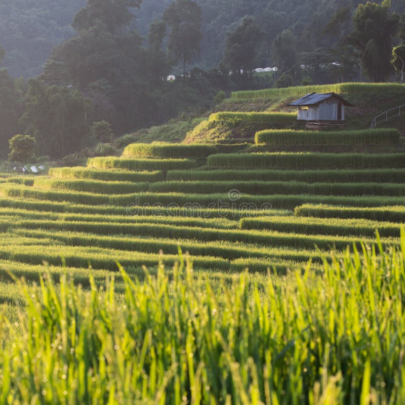 Green Paddy Rice Fields of Agriculture Stock Photo - Image of mountain ...