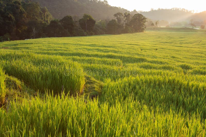 Green Paddy Rice Fields of Agriculture Stock Photo - Image of nature ...