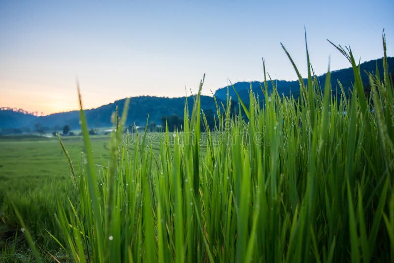Green Paddy Rice Fields of Agriculture Stock Image - Image of ...