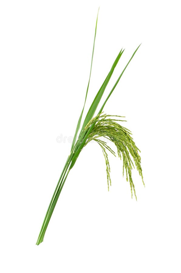 Green Paddy Rice Isolated on White Background. Stock Image - Image of ...