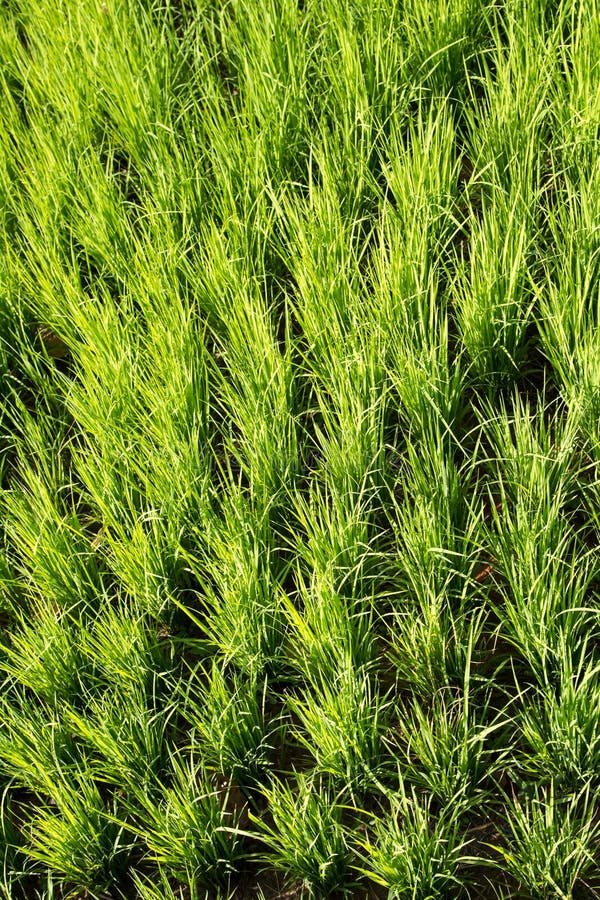 Green paddy in rice fields stock photo. Image of fields - 129434426