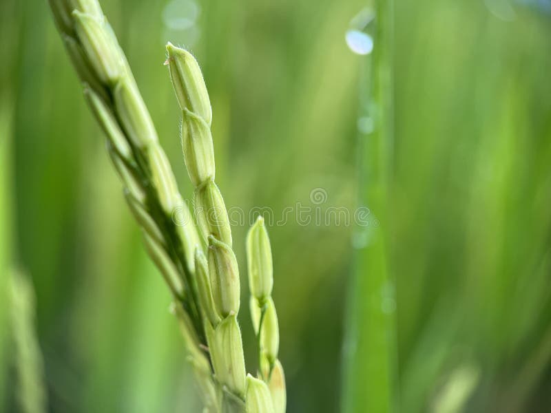 Green Paddy Rice Under the Sunlight with Blur Background Stock Photo ...