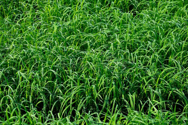 Green Paddy texture stock image. Image of environment - 84136609